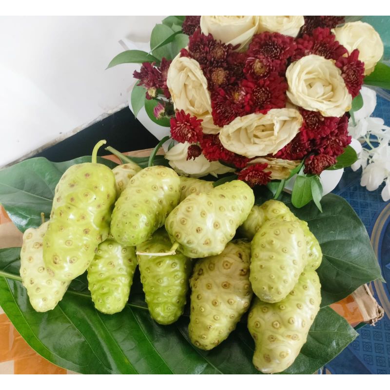 Jual BUAH MENGKUDU 1kg(Dipetik saat mau dikemas) | Shopee Indonesia