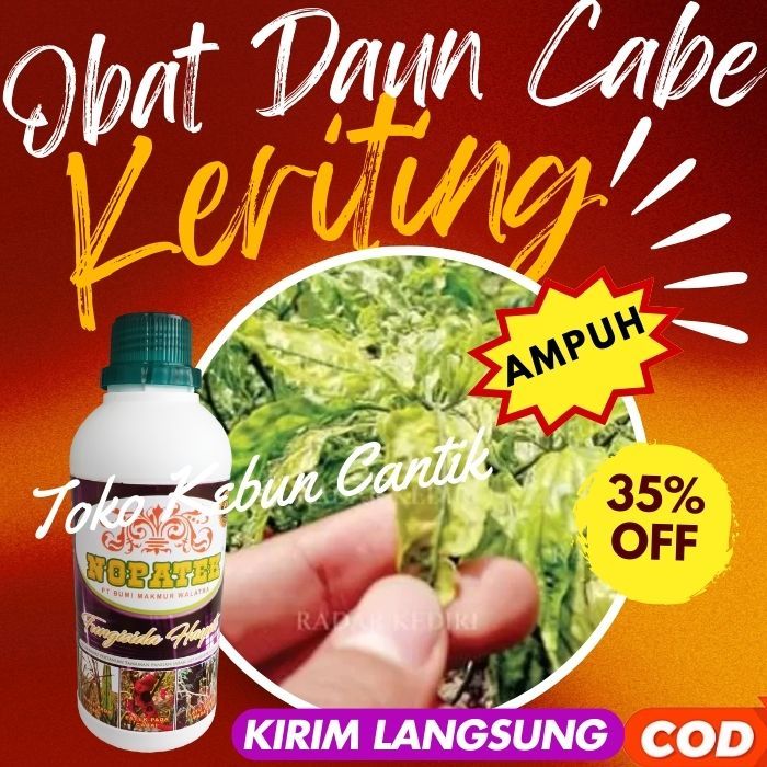 Jual Rekomendasi Obat Virus Kuning Cabai - Hilangkan Daun Keriting dan ...