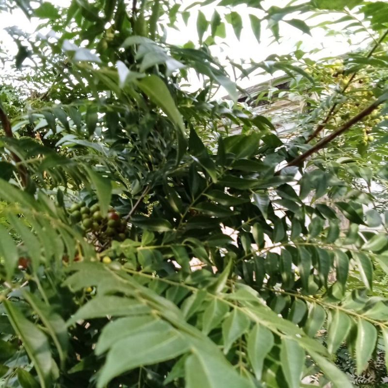 Jual DAUN KARI SEGAR SATU TANGKAI | Shopee Indonesia