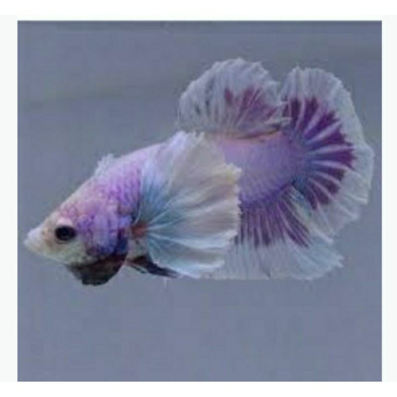 Jual Cupang Plakat/HM Dumbo Ear atau Pink Lavender | Shopee Indonesia