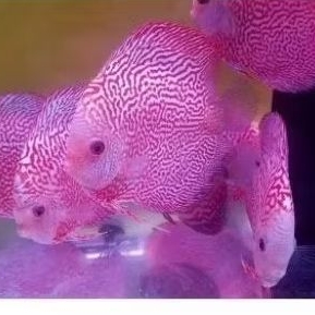 Jual hiasan aquarium ikan discus pink phantera 1,5cm-2cm | Shopee Indonesia
