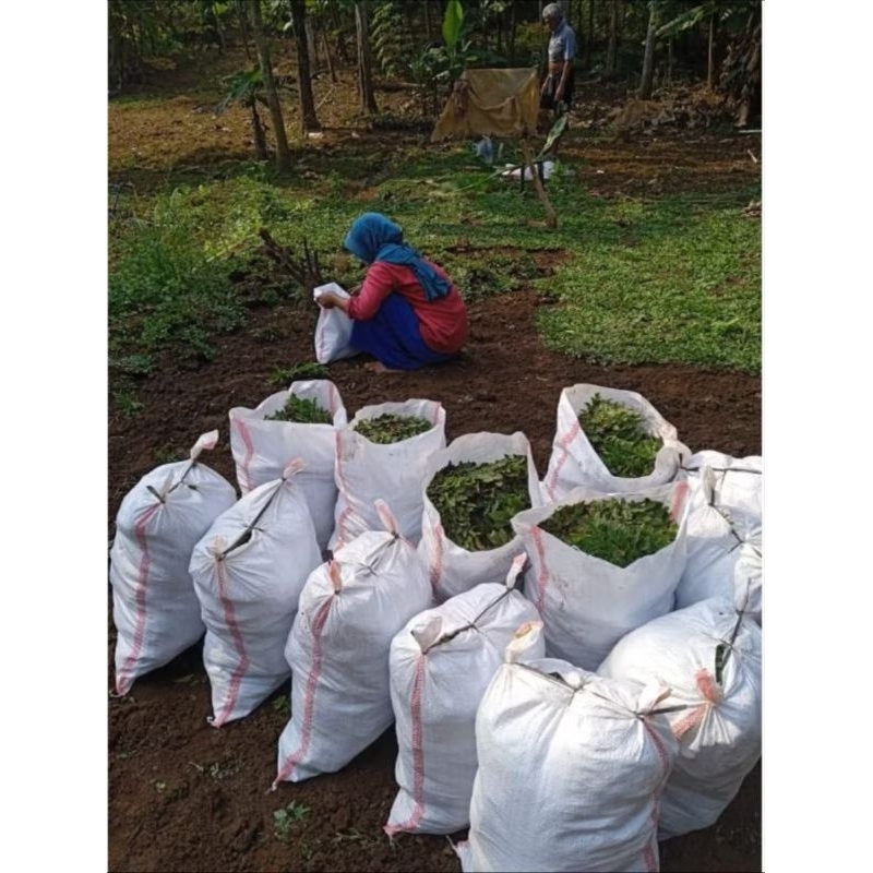 Jual TamanQu - Rumput Gajah Mini 1 karung Full siap tanam | Shopee ...