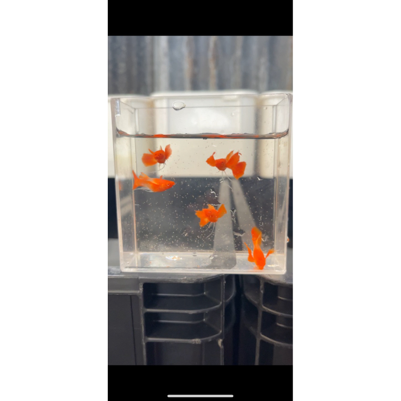 Jual stiker albino koi ribbon long full red ear 🇻🇳 | Shopee Indonesia