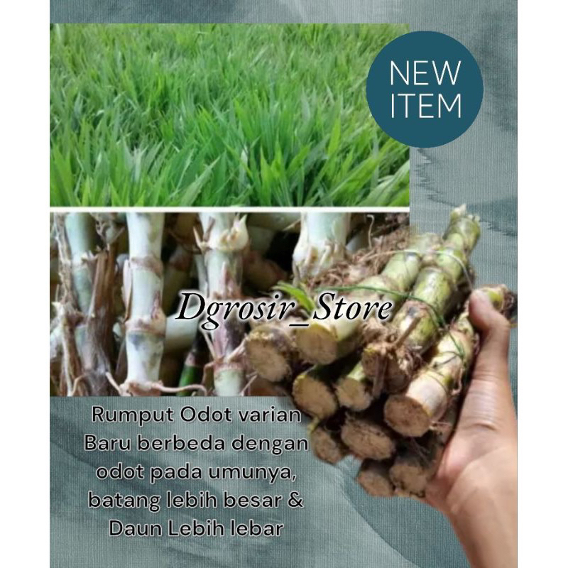 Jual 1kg Rumput Odot Versi Baru beda dengan odot biasanya, Batang Besar ...