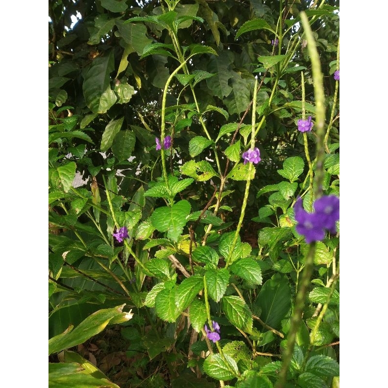 Jual Tanaman Daun pecut Kuda | Jarong per 1 pcs | Shopee Indonesia