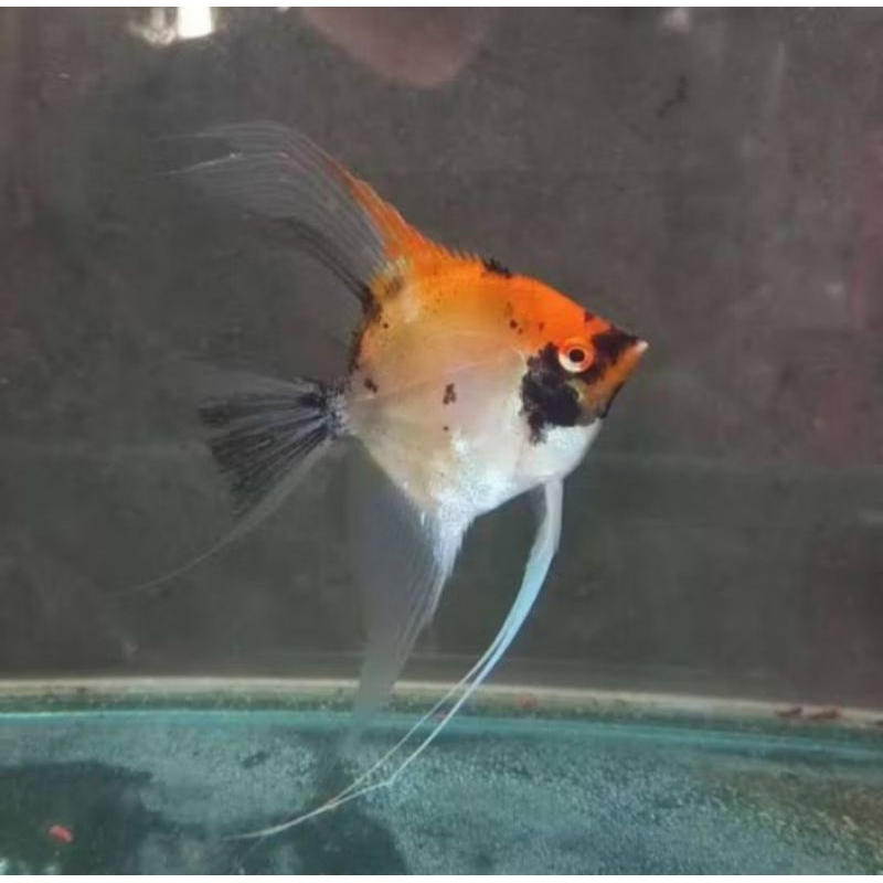 Jual Manfish red devil bahan top grade | Shopee Indonesia