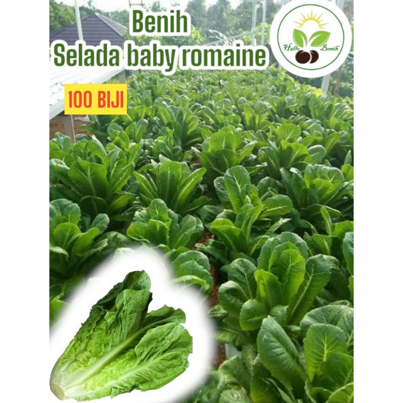 Jual 100 BIJI~BENIH SELADA BABY ROMAINE | Shopee Indonesia