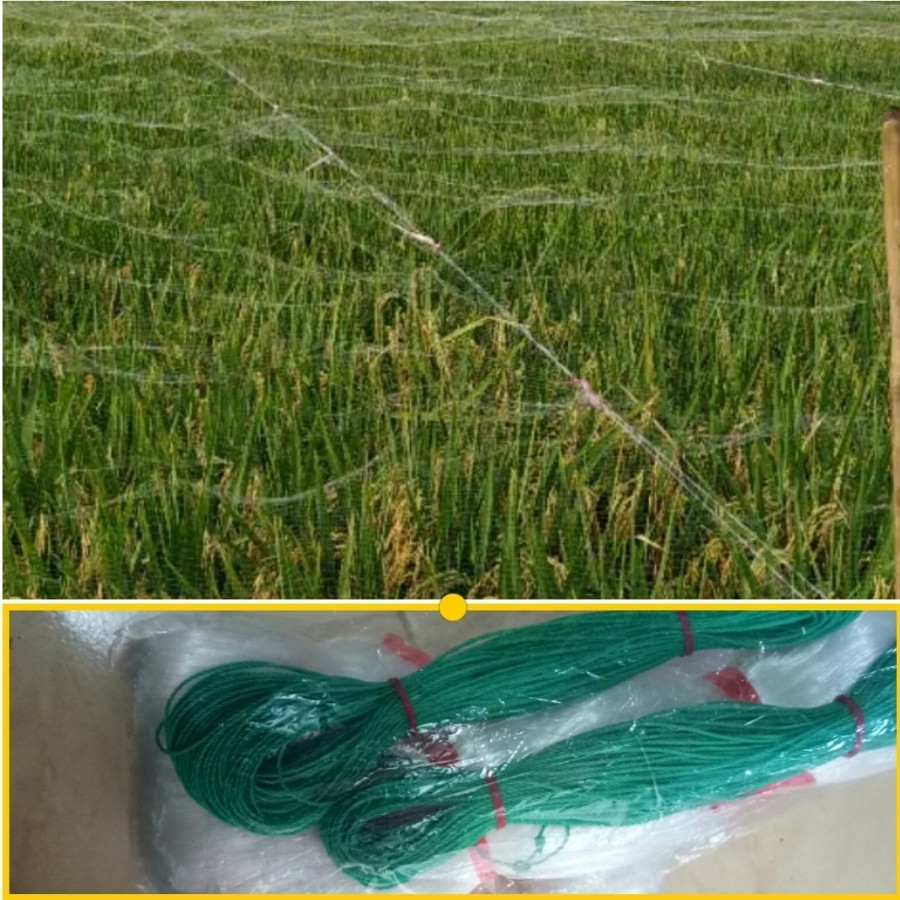 Jual PRODUK READY jaring padi pelindung padi disawah 2inci lebih tebalp ...