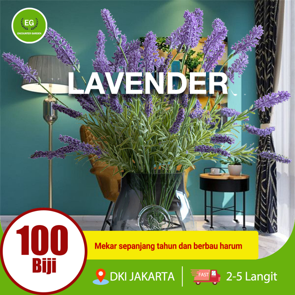 Jual 100 biji lavender-benih bunga berkualitas tinggi yang diimpor dari ...