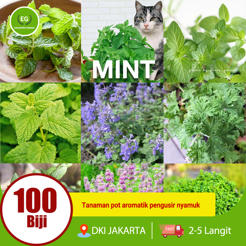 Jual 100 Biji mint berbagai macam-Berbagai tanaman mint yang dapat ...