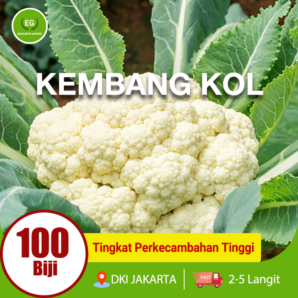 Jual 100 biji kembang kol putih,-dapat tumbuh di rumah, sepanjang tahun ...