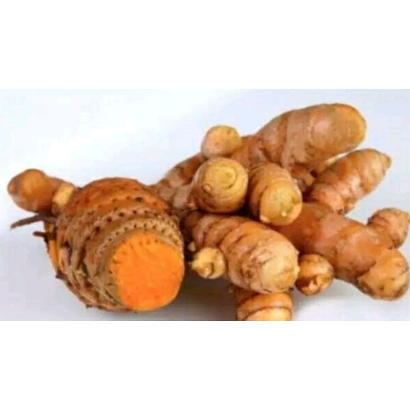 Jual TEMU LAWAK SEGAR 250gr‼️kolestrol/darah tinggi/pembersih darah ...