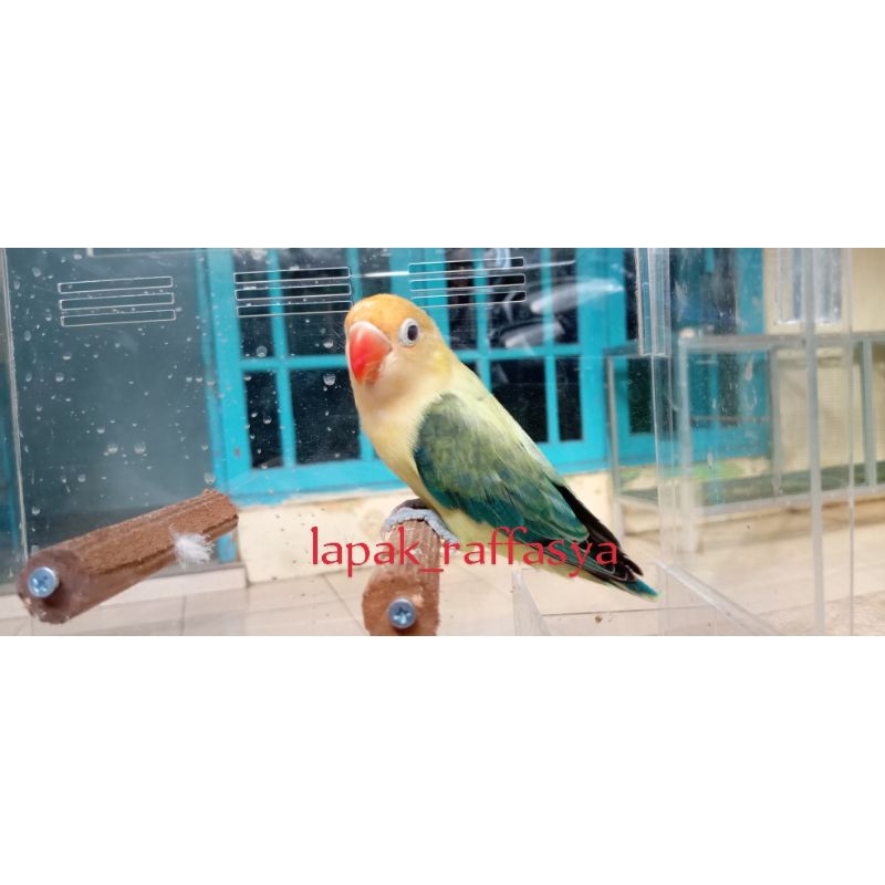 Jual burung lovebird biola pb euwing | Shopee Indonesia
