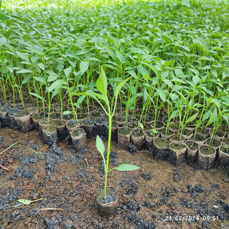 Jual Bibit_fresh > bibit cabe merah besar > PAKET 10 BATANG > ukuran 10 ...