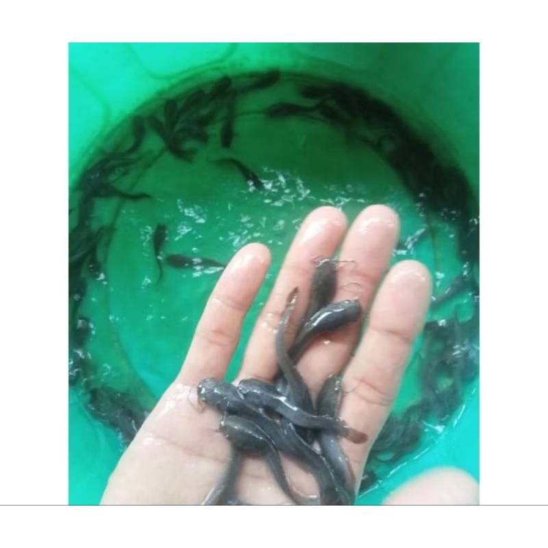 Jual (Pakan) Bibit ikan Lele Jombo F1 ukurn 46 per 200 ekor | Shopee ...