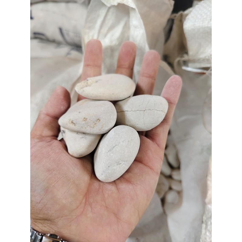 Jual BATU KUPANG PUTIH 5KG & 1KG (HIAS TAMAN,HIAS AQUARIUM,BATU KORAL ...