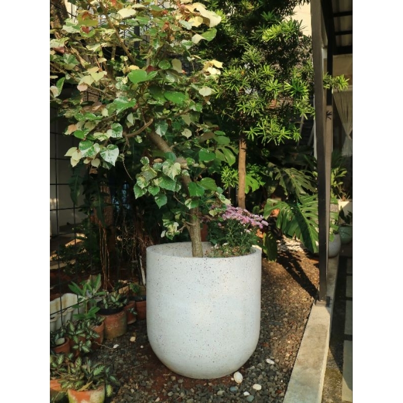 Jual Pot Teraso Besar Diameter 60cm Model Bowl D60T60 | Shopee Indonesia