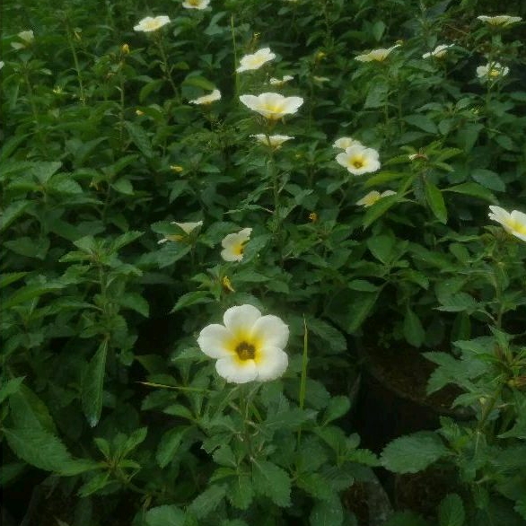 Jual Tanaman Bunga Yolanda Turnera pukul 8 bunga putih | Shopee Indonesia