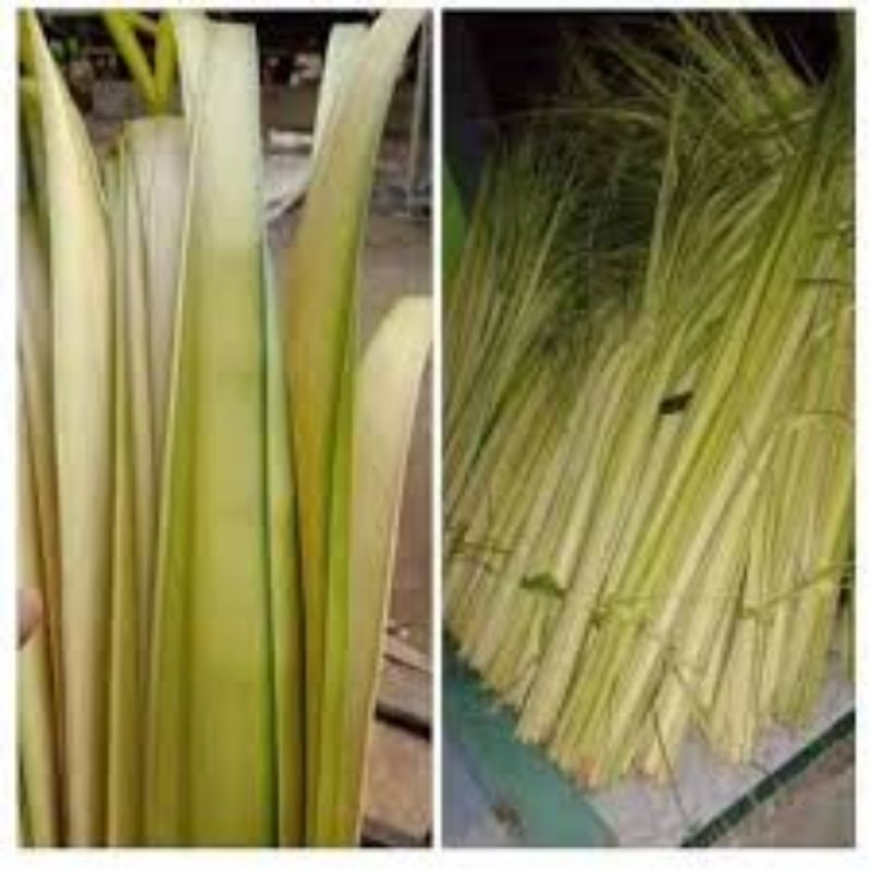Jual janur kuning atau daun kelapa muda 20 lembar | Shopee Indonesia