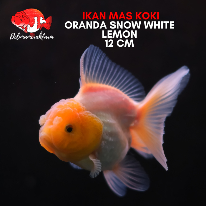 Jual IKAN MAS KOKI ORANDA ROSE TAIL SNOW WHITE 12 CM CANTIK FREE ...