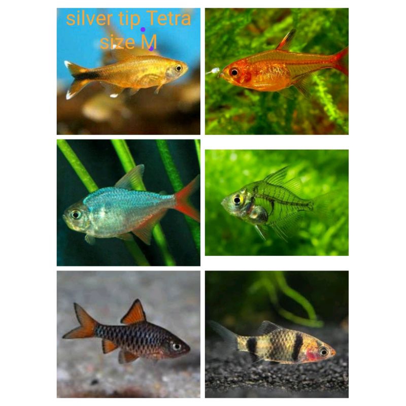 Jual tanaman pot / varian sumatra / aquascape | Shopee Indonesia