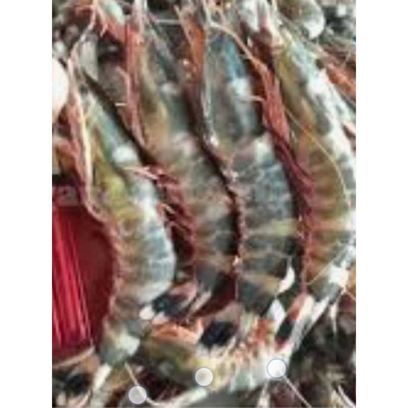 Jual UDANG WINDU LORENG/ UDANG CAT 1kg | Shopee Indonesia
