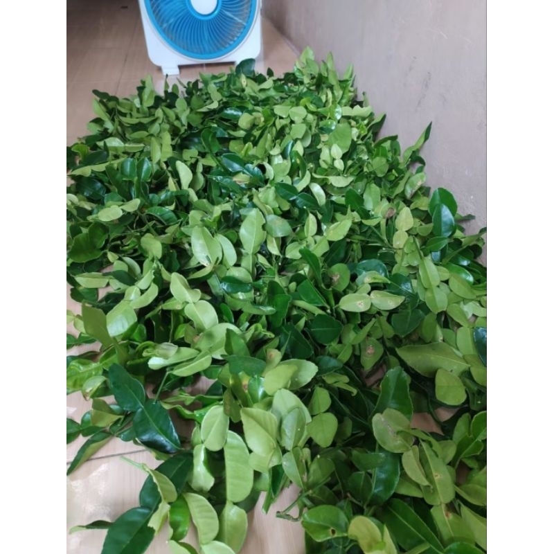 Jual daun jeruk purut jeruk daun angka 8 per 250g | Shopee Indonesia