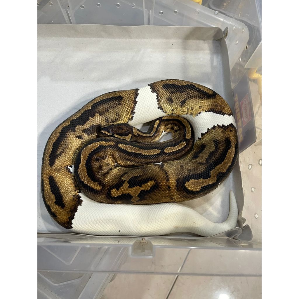Jual Ballpython Leopard Pied PH Albino Male ( Proven Breeder ) | Shopee Indonesia