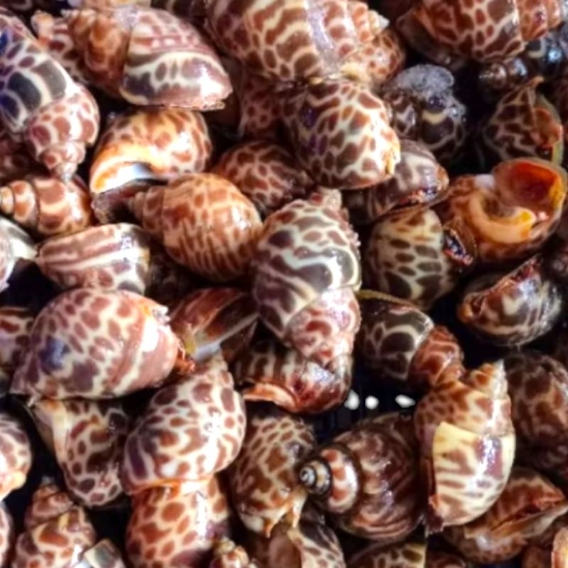 Jual Keong Macan Siput Laut Segar Babylonia Spirata Gonggong Fresh ...