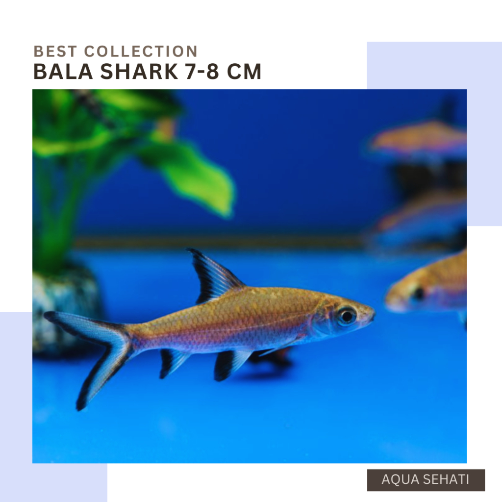 Jual Ikan hias aquascape Balasak / Bala Shark / Balashark | Shopee ...