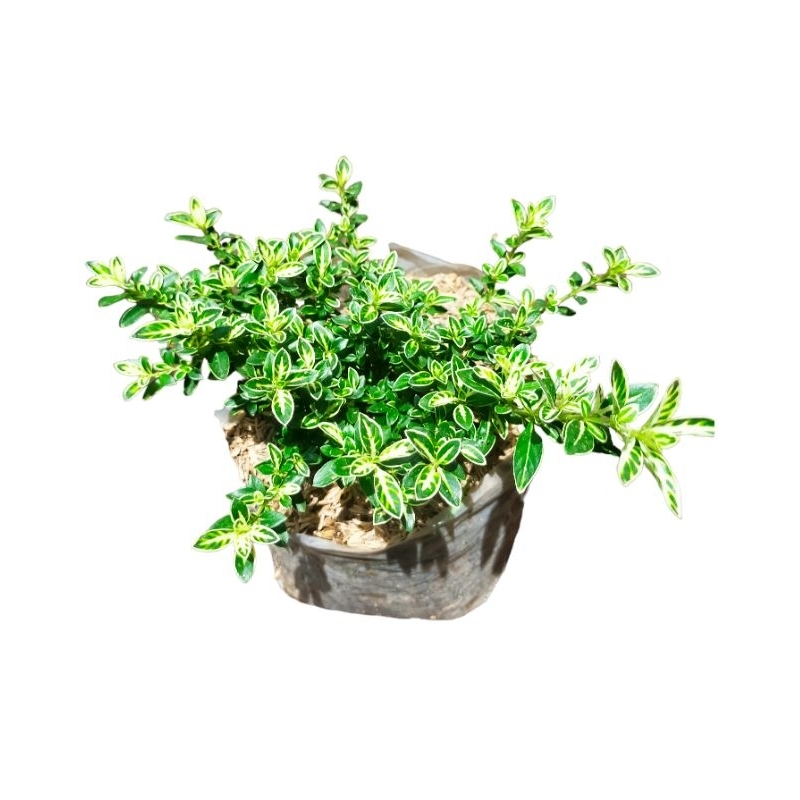 Jual tanaman hias mirten/hingkip bahan bonsai | Shopee Indonesia