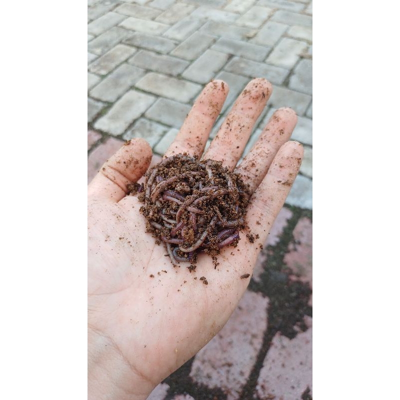 Jual Cacing Tanah ANC Hidup 100 Gram (Pakan Burung & Ikan) | Shopee ...