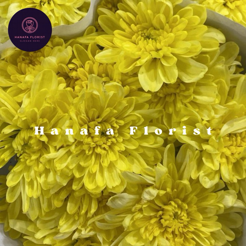 Jual Bunga Lokal Aster Jimla Asli Fresh ( Bunga Segar Jakarta ...