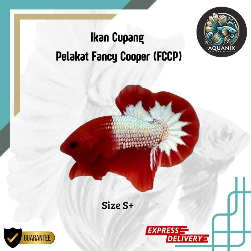 Jual Fancy Cooper Pelakat (FCCP) | Shopee Indonesia
