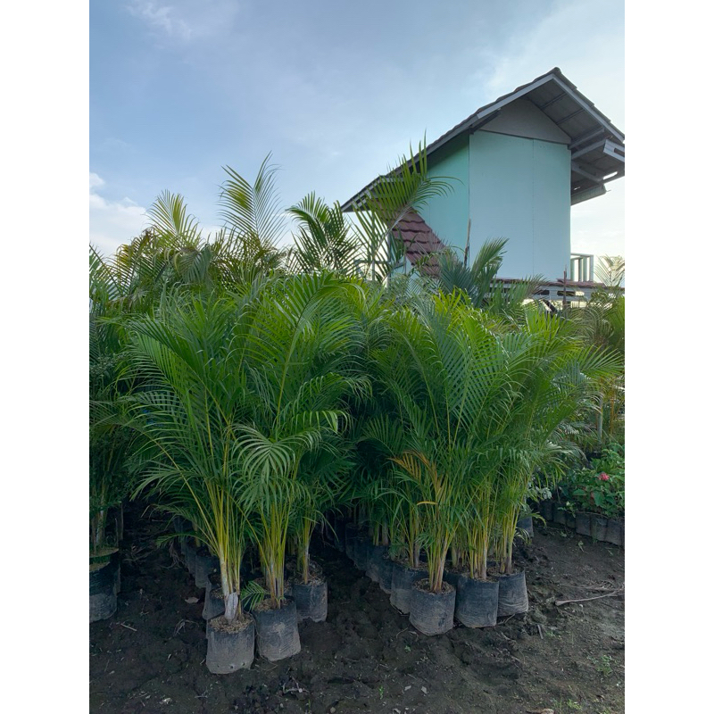 Jual palm kuning tinggi 1,5m-1,7m rimbun | Shopee Indonesia