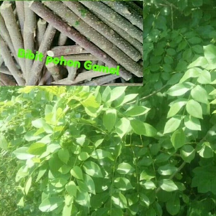 Jual Bibit Tanaman Gamal - Bibit Batang Gamal / Pakan Ternak Kambing ...
