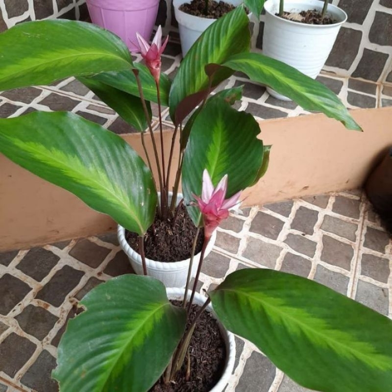 Jual tanaman hias calathea maranta bintang / calathea star ( beli 5 ...