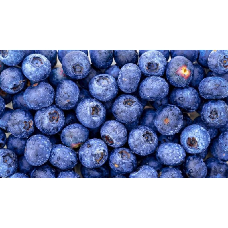 Jual Blueberry pulchra enak 7-8caem | Shopee Indonesia