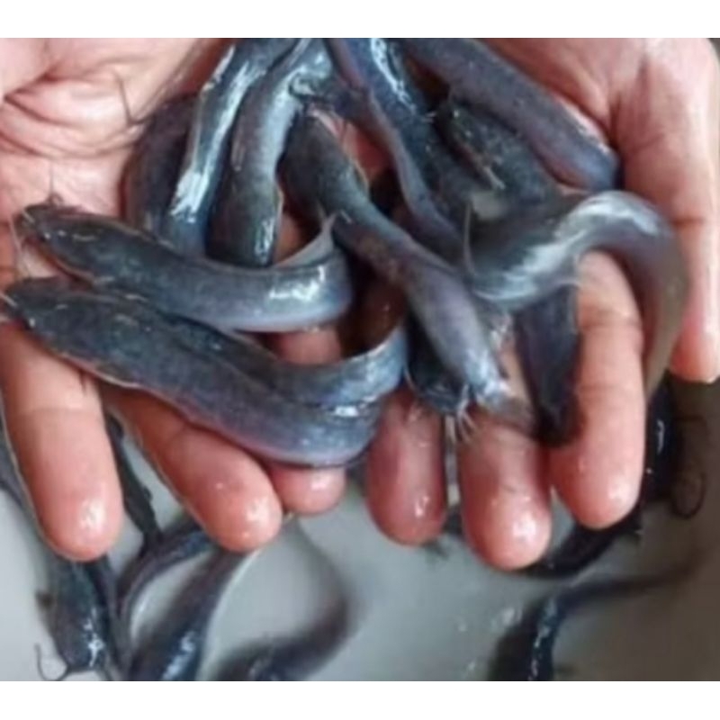 Jual BIBIT BENIH LELE UKURAN 7/8CM PERBALL ISI(35 EKOR) | Shopee Indonesia