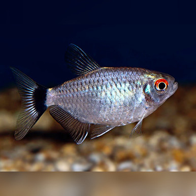 Jual Red Eye Tetra Mata Merah Tetra Ikan Hias Aquascape | Shopee Indonesia