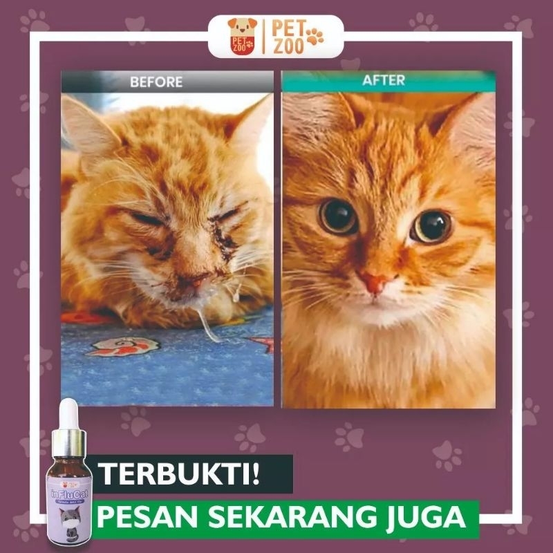 Jual Obat Flu Kucing Obat Batuk Pilek Kucing | Shopee Indonesia