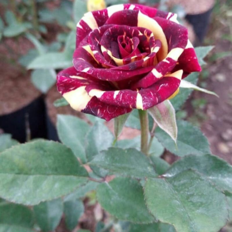 Jual Tanaman Hias Berbunga Mawar Batik/Tanaman Hias Mawar Batik ...