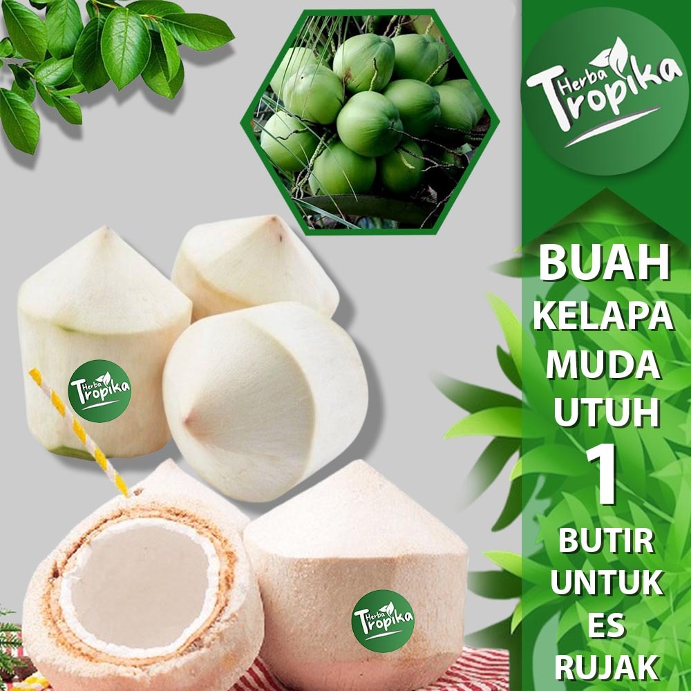 Jual Buah Kelapa Muda Kupas degan Segar per butir toko herba tropika | Shopee Indonesia