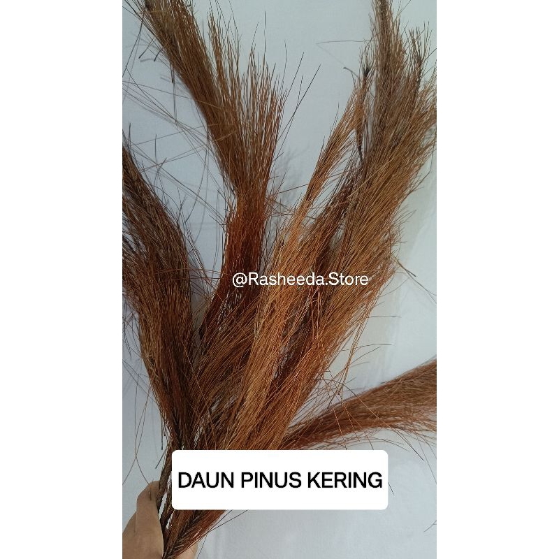 Jual DAUN PINUS KERING 1kg | Shopee Indonesia