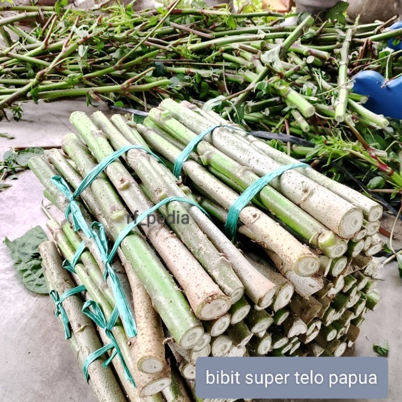 Jual Pakan alternatif singkong papua telo papua untuk hewan piaraan ...
