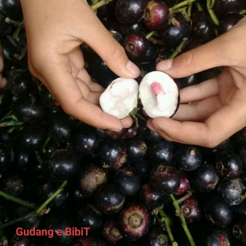 Jual Indukan Bibit Buah Kupa | Buah Gowok Sering Berbuah | Shopee Indonesia