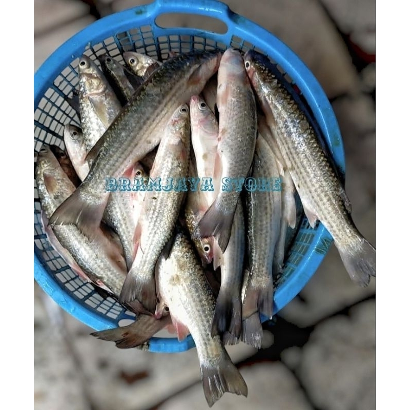 Jual Ikan Belanak Ikan Gere Fresh DiBersihkan | Shopee Indonesia