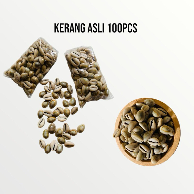 Jual Biji Kerang Asli 100pcs / Kuwuk asli / Biji congklak / Biji bekel ...