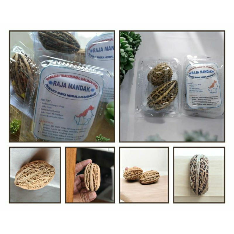 Jual Buah Raja mandak buat Tradisional kalimantan mengobati luka Dalam ...