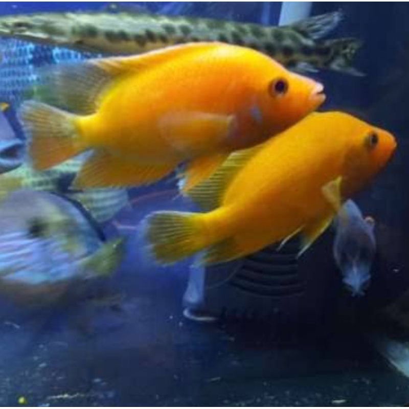 Jual Ikan Redevil hiasan aquarium tankmate red cichlid devil merah ...
